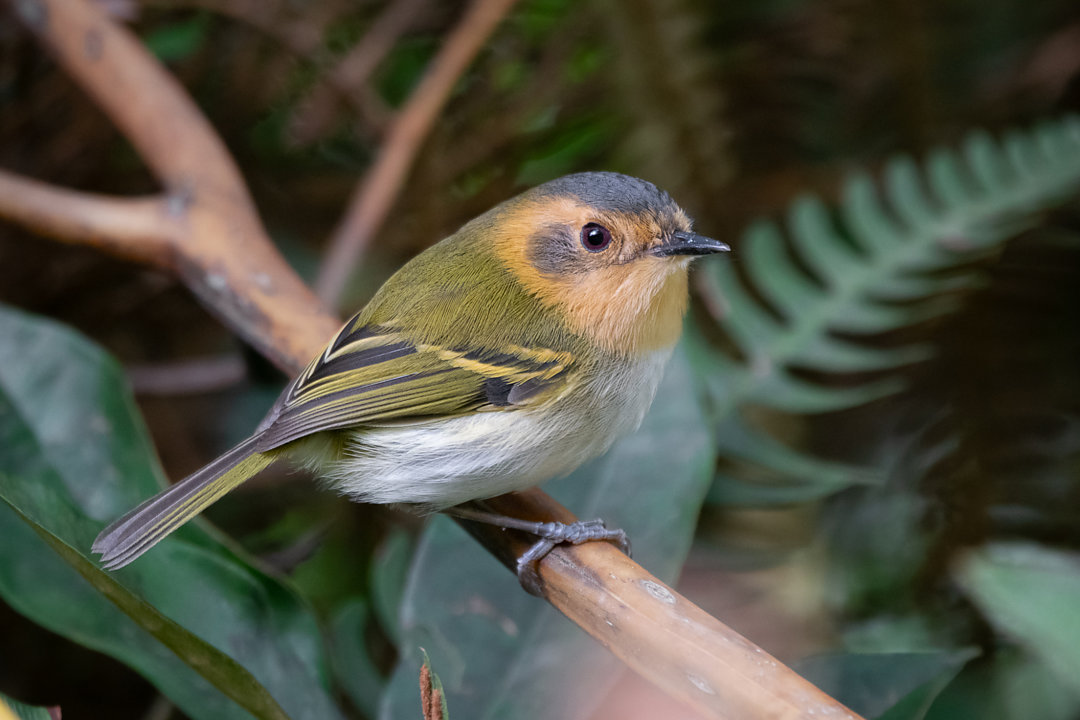 Foto tororó (Poecilotriccus plumbeiceps) Por Ernani Knupfer | Wiki Aves ...