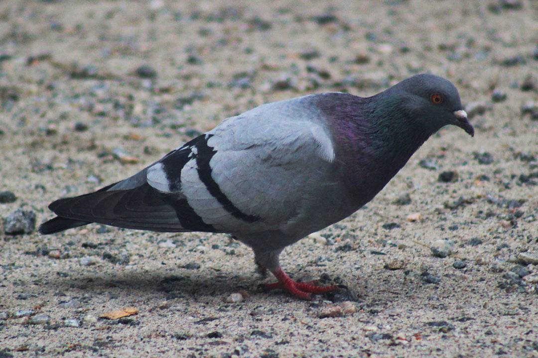 Foto pombo-doméstico (Columba livia) Por Enéas G. Junior | Wiki Aves ...