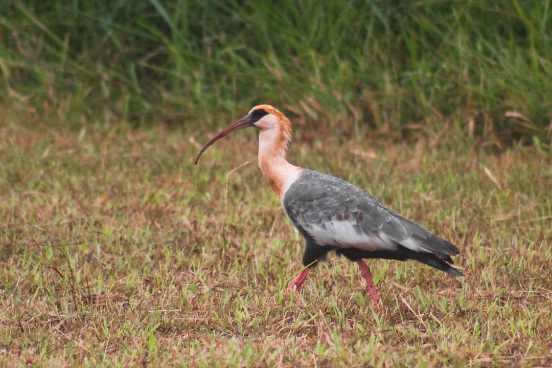 Foto curicaca (Theristicus caudatus) Por Enéas G. Junior | Wiki Aves ...