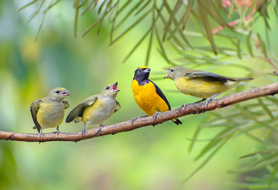 Foto fim-fim (Euphonia chlorotica) Por Mariza Sanches | Wiki Aves - A ...