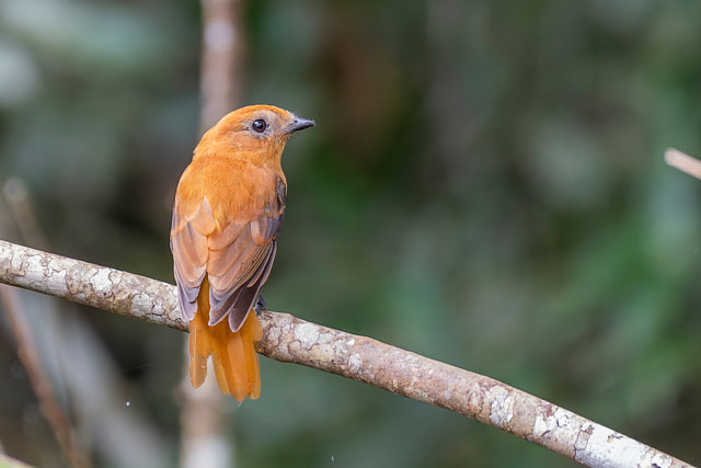 Foto flautim-ruivo (Schiffornis major) Por Giovan Alex | Wiki Aves - A ...