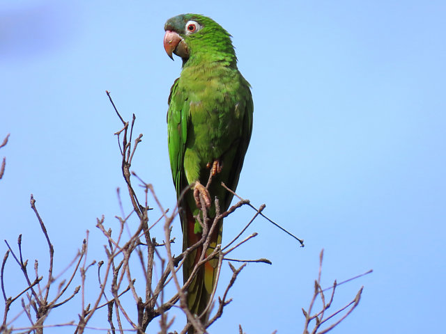 Foto aratinga-de-testa-azul (Thectocercus acuticaudatus) Por Raisson T ...