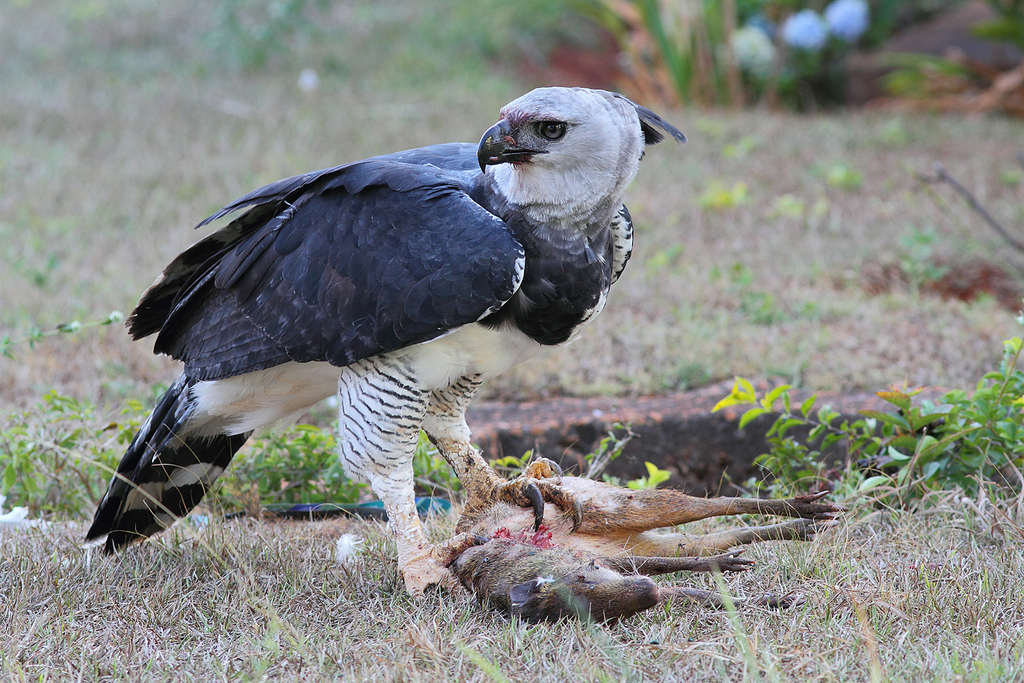 Foto gavião-real (Harpia harpyja) Por Marcos Cruz | Wiki Aves - A ...
