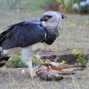 Accipitridae | WikiAves - A Enciclopédia das Aves do Brasil