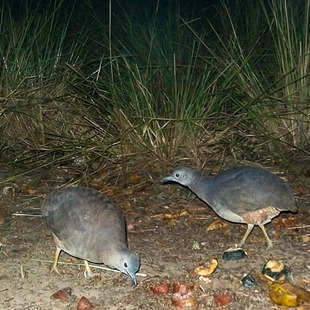jaó (Crypturellus undulatus) | WikiAves - A Enciclopédia das Aves do Brasil