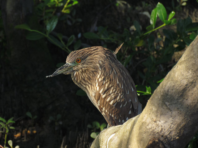 Foto socó-dorminhoco (Nycticorax nycticorax) Por Bruno Cesar | Wiki ...