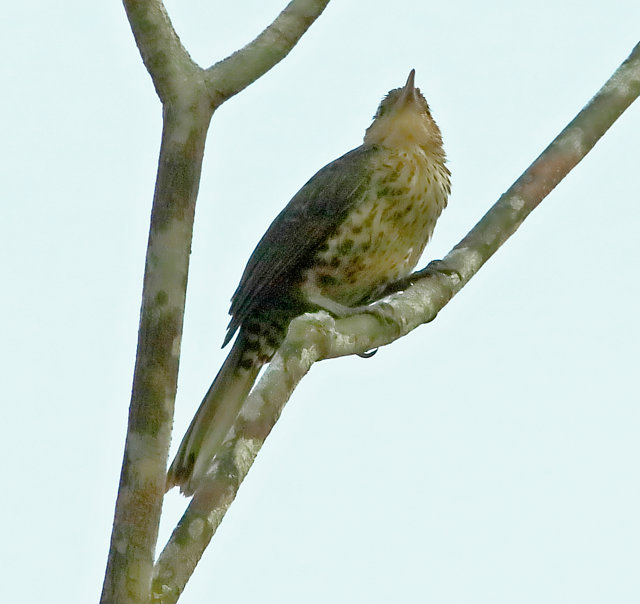 Foto catatau (Campylorhynchus turdinus) Por Ivo Zecchin | Wiki Aves - A ...
