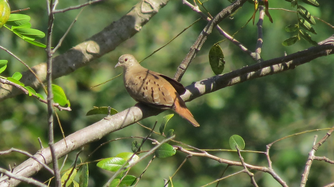 Foto rolinha-roxa (Columbina talpacoti) Por Rodrigo C. Barbosa | Wiki ...