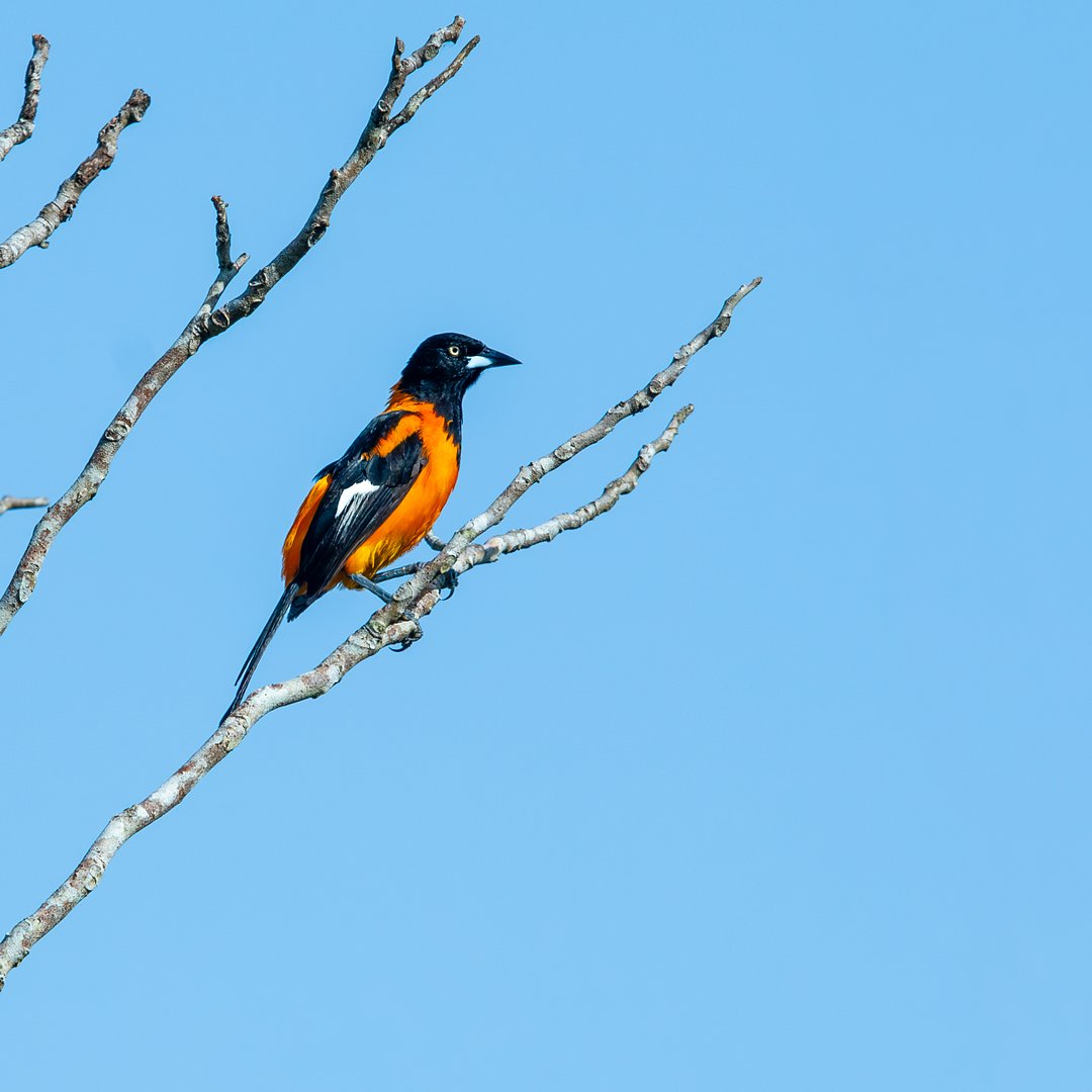 Foto corrupião (Icterus jamacaii) Por Fabyano Costa | Wiki Aves - A ...