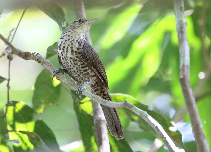 Foto catatau (Campylorhynchus turdinus) Por Anselmo d`Affonseca | Wiki ...