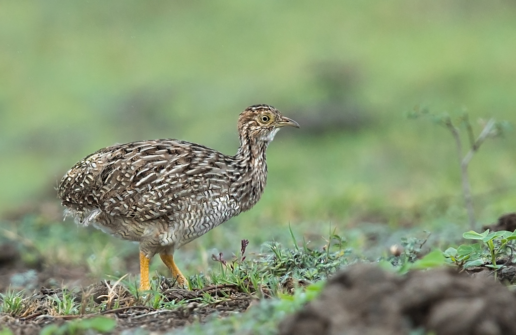 Foto codorna-do-nordeste (Nothura boraquira) Por Ester Ramirez | Wiki ...