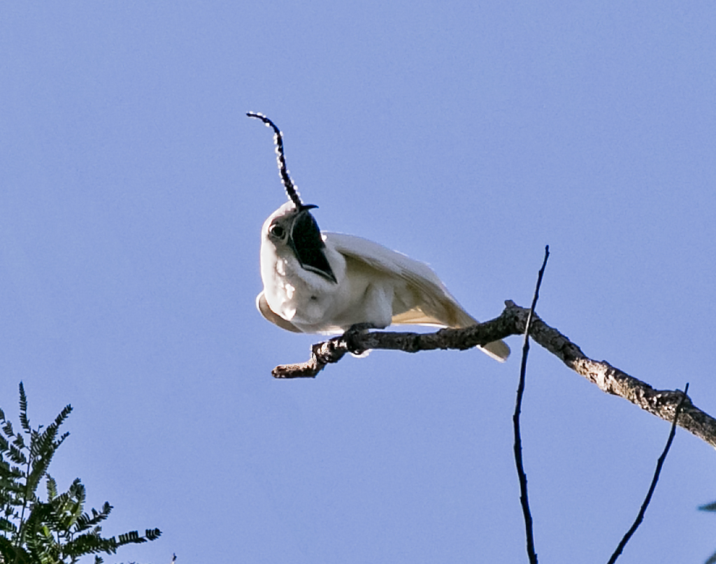 Foto araponga-da-amazônia (Procnias albus) Por Fernanda Fernandes ...