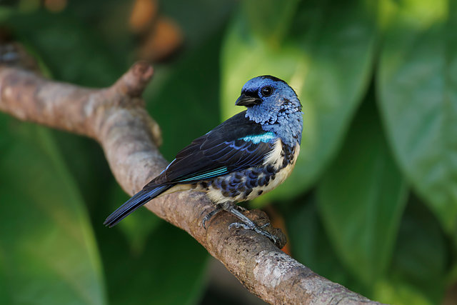 Foto saíra-de-bando (Tangara mexicana) Por J. Augusto Alves | Wiki Aves ...