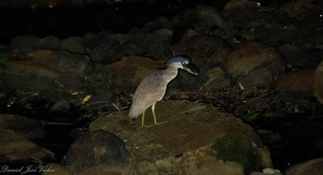 Foto arapapá (Cochlearius cochlearius) Por Daniel Violin | Wiki Aves ...