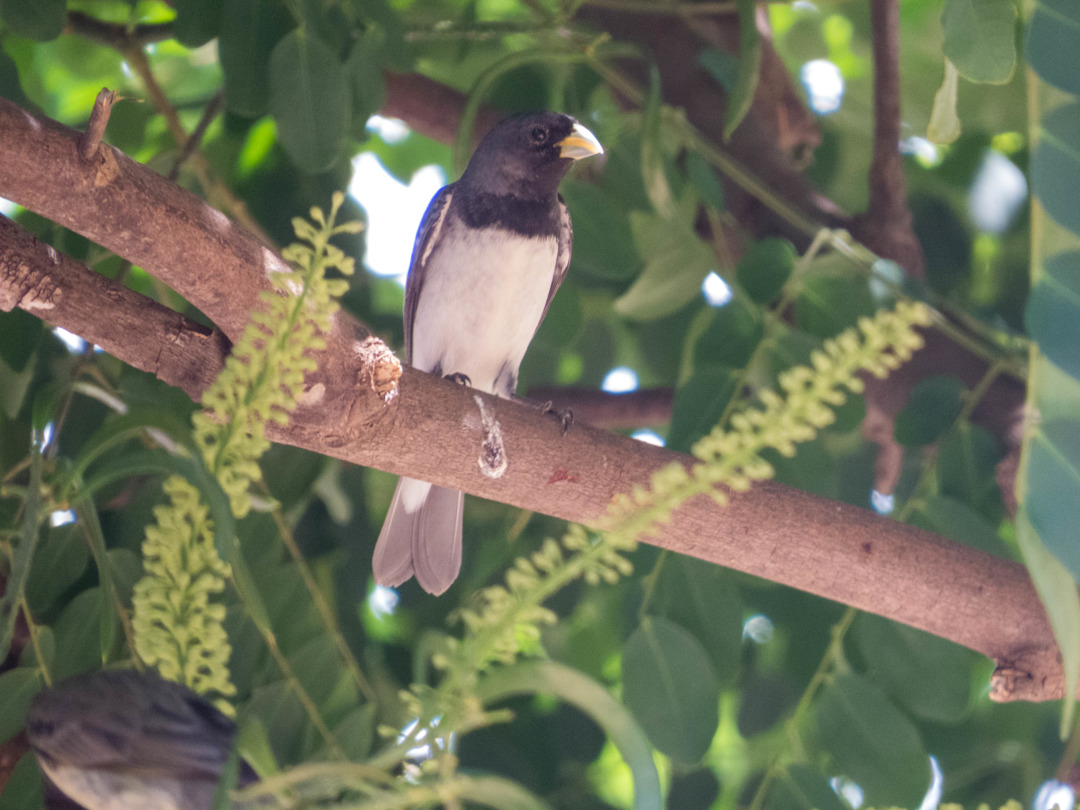 Foto papa-capim-de-costas-cinza (Sporophila ardesiaca) Por Rafael ...
