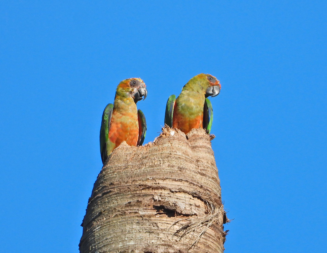 Foto jandaia-de-testa-vermelha (Aratinga auricapillus) Por Carlos ...