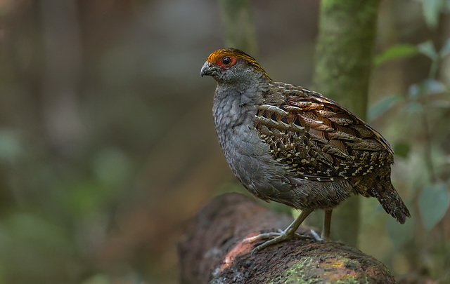 uru (Odontophorus capueira) | WikiAves - A Enciclopédia das Aves do Brasil