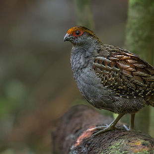 Galliformes | WikiAves - A Enciclopédia das Aves do Brasil