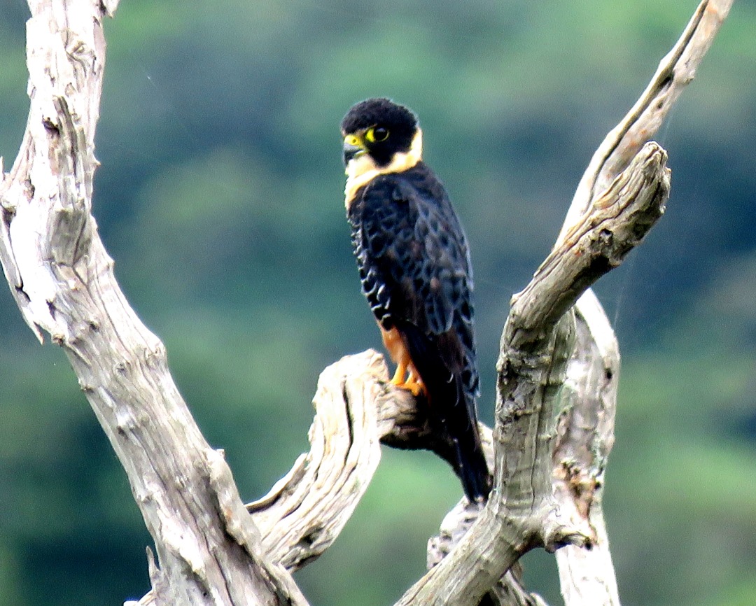 Foto cauré (Falco rufigularis) Por Ivo Zecchin | Wiki Aves - A ...