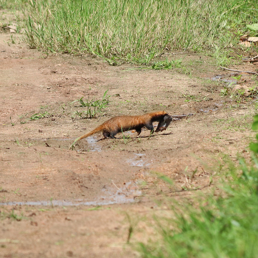 Foto turu-turu (Neocrex erythrops) Por Alenilson Rodrigues | Wiki Aves ...