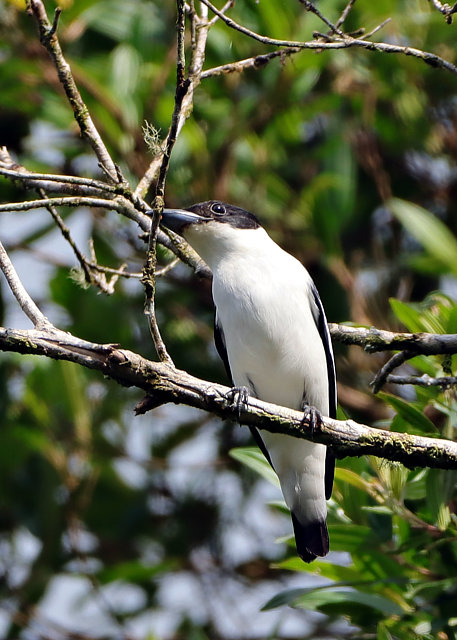 Foto anambé-branco-de-bochecha-parda (Tityra inquisitor) Por Aldo J ...