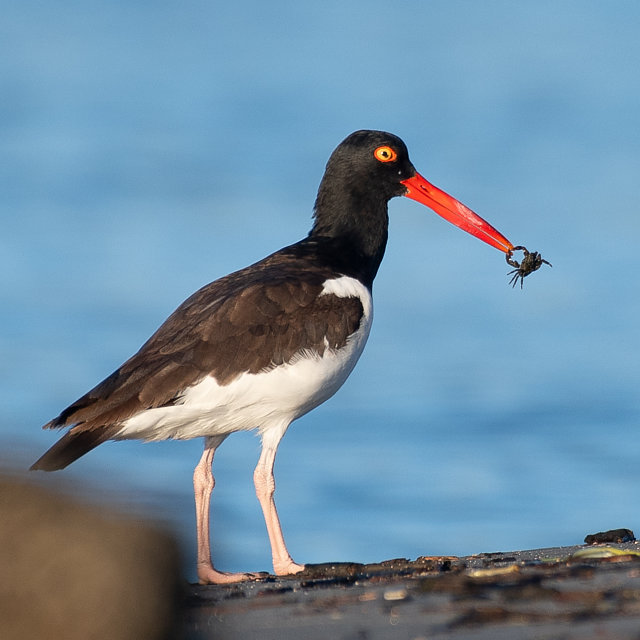 Foto piru-piru (Haematopus palliatus) Por Daniel Hinckley | Wiki Aves ...