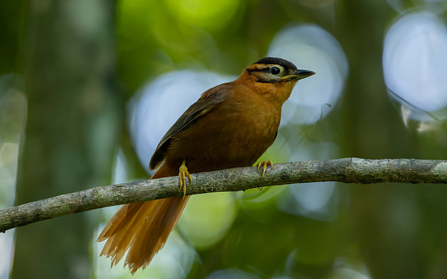 Foto limpa-folha-coroado (Philydor atricapillus) Por Bernardo Jacob ...