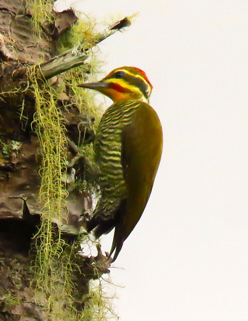 Foto pica-pau-dourado (Piculus aurulentus) Por Márcio F. Rosa | Wiki ...