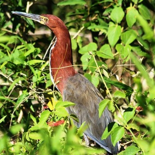 socó-boi (Tigrisoma lineatum) | WikiAves - A Enciclopédia das Aves do ...