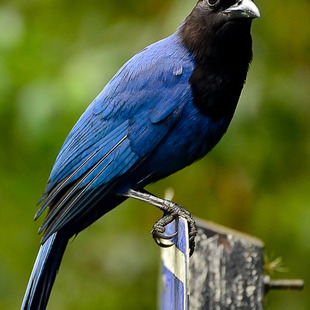 Corvidae | WikiAves - A Enciclopédia das Aves do Brasil