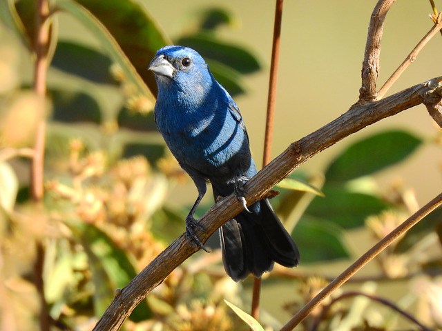 Foto azulinho (Cyanoloxia glaucocaerulea) Por Lawrence Rabelo De ...