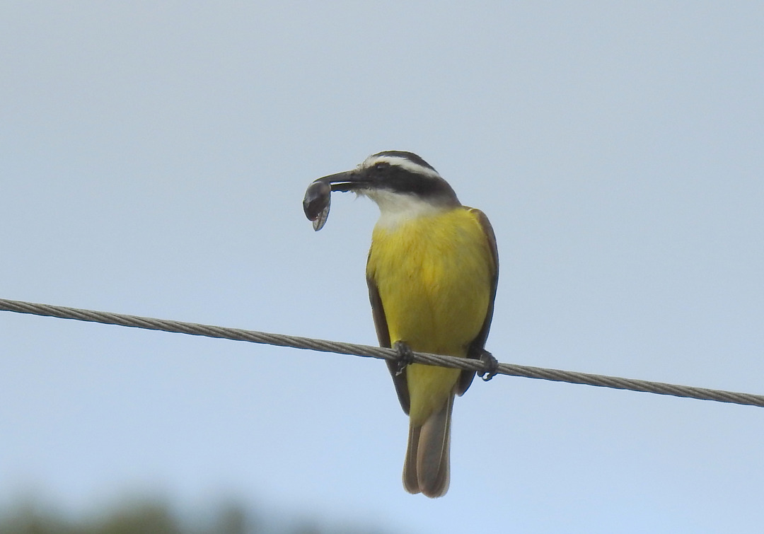 Foto bem-te-vi (Pitangus sulphuratus) Por Rejane Zanini | Wiki Aves - A ...