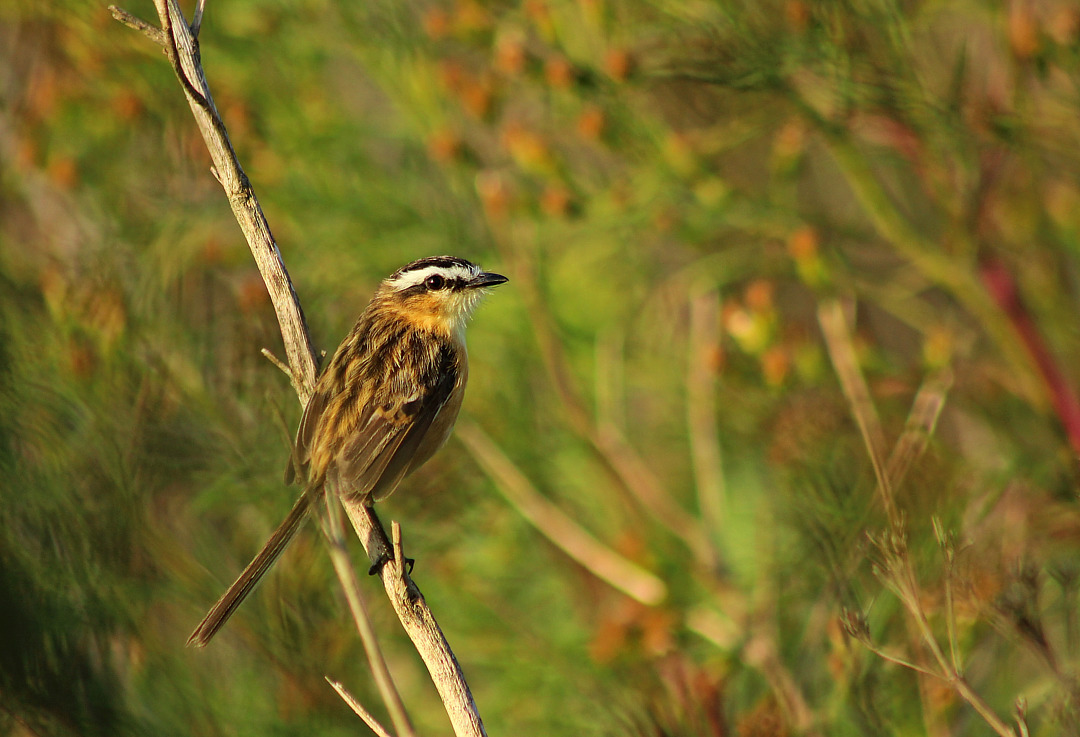 Foto papa-moscas-do-campo (Culicivora caudacuta) Por Jonas Rosoni ...