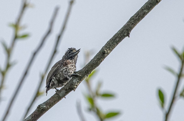 Foto picapauzinho-escamoso (Picumnus albosquamatus) Por José Pireni ...