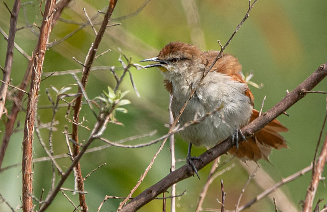 Foto curutié (Certhiaxis cinnamomeus) Por José Pireni | Wiki Aves - A ...