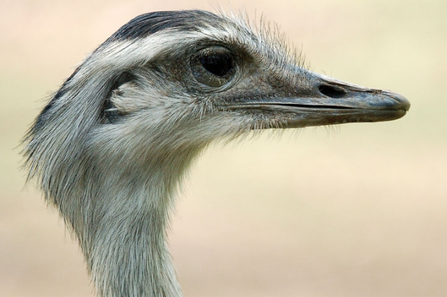 Foto ema (Rhea americana) Por Horácio Carvalho | Wiki Aves - A ...