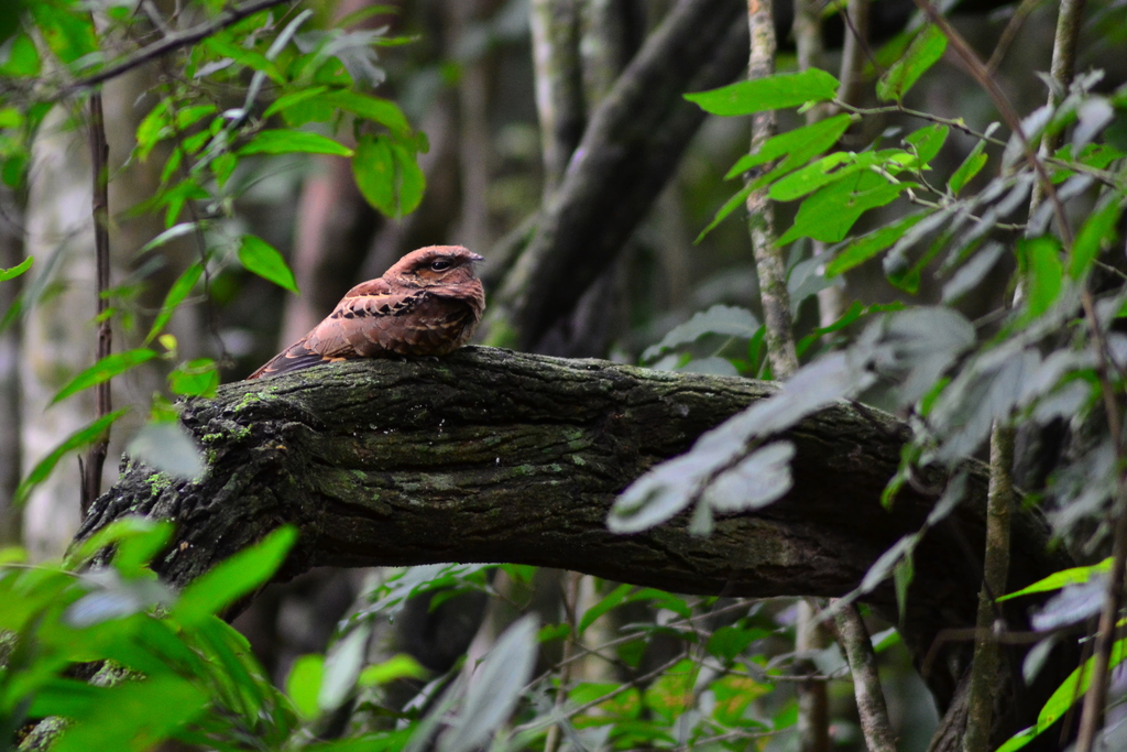 Foto bacurau (Nyctidromus albicollis) Por Luciano Moura | Wiki Aves - A ...