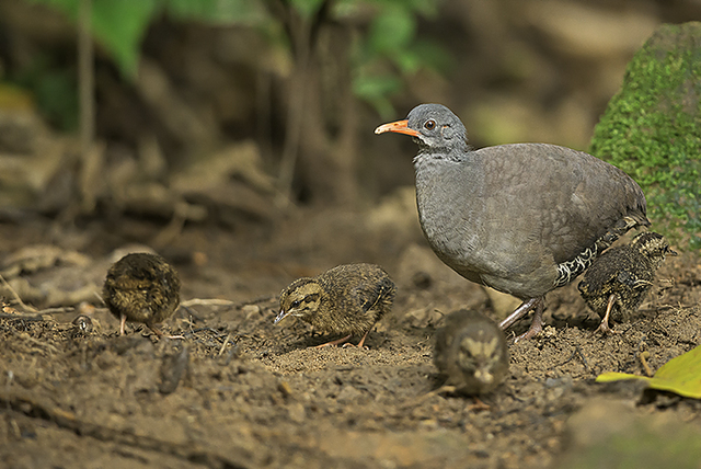 inhambu-chintã (Crypturellus tataupa) | WikiAves - A Enciclopédia das ...