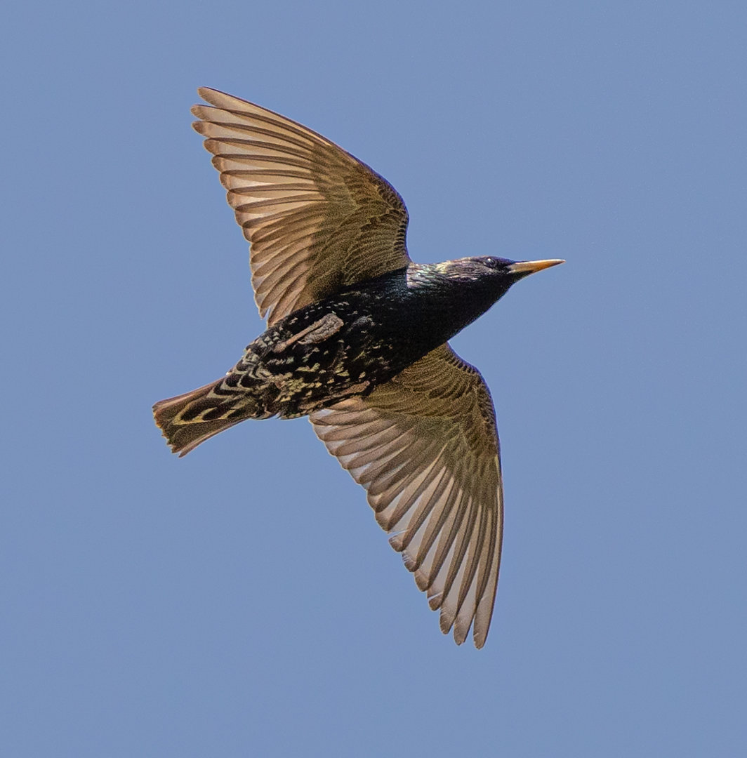 Foto estorninho (Sturnus vulgaris) Por Goran Neshich | Wiki Aves - A ...