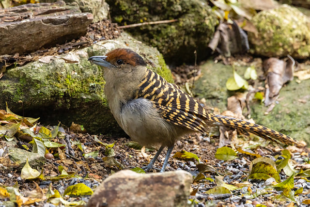 Foto matracão (Batara cinerea) Por Thelma Gatuzzo | Wiki Aves - A ...