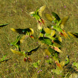 aratinga-de-testa-azul (Thectocercus acuticaudatus) | WikiAves - A ...