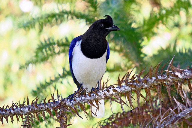 Foto gralha-do-campo (Cyanocorax cristatellus) Por Roberto Gallacci ...