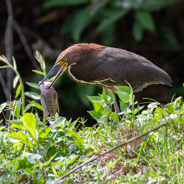 Foto socó-boi (Tigrisoma lineatum) Por Nilo Martins | Wiki Aves - A ...