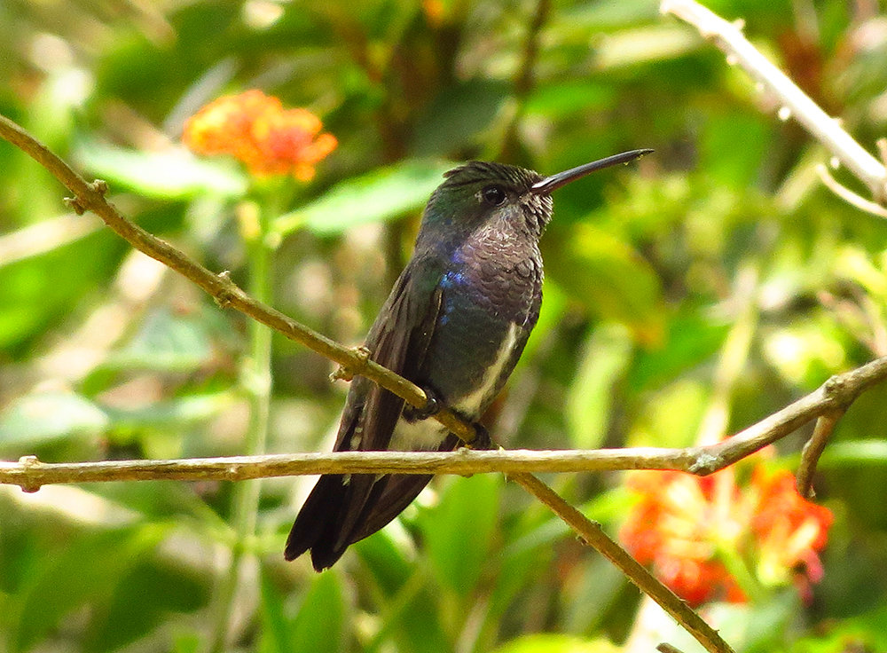 Foto beija-flor-de-peito-azul (Chionomesa lactea) Por Fernando Pacheco ...