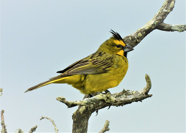 Foto cardeal-amarelo (Gubernatrix cristata) Por Astor Gabriel | Wiki ...