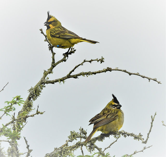 Foto cardeal-amarelo (Gubernatrix cristata) Por Astor Gabriel | Wiki ...