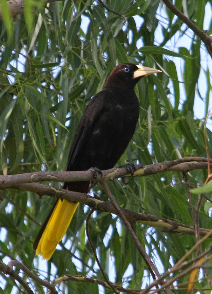 Foto japu (Psarocolius decumanus) Por Claudio Lopes | Wiki Aves - A Enciclopédia das Aves do Brasil
