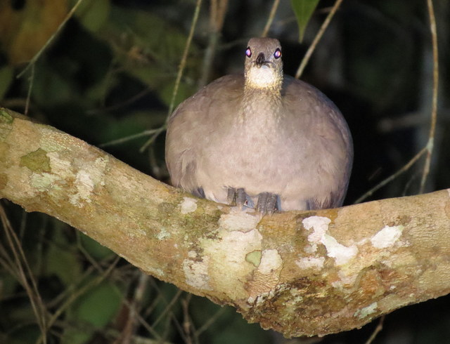 Foto macuco (Tinamus solitarius) Por Eduardo Patrial | Wiki Aves - A ...
