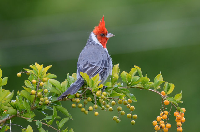 Foto cardeal (Paroaria coronata) Por André Osorio | Wiki Aves - A ...