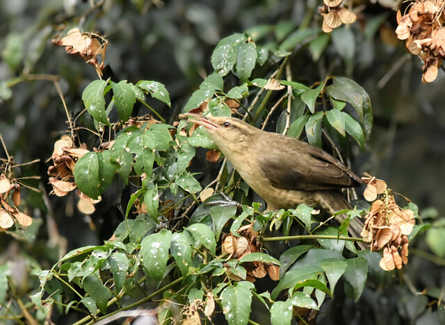 Foto catatau (Campylorhynchus turdinus) Por Alexandre Picoli | Wiki ...